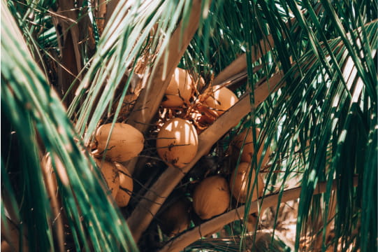 Lauryl Lactyl Lactate | Freshly Cosmetics